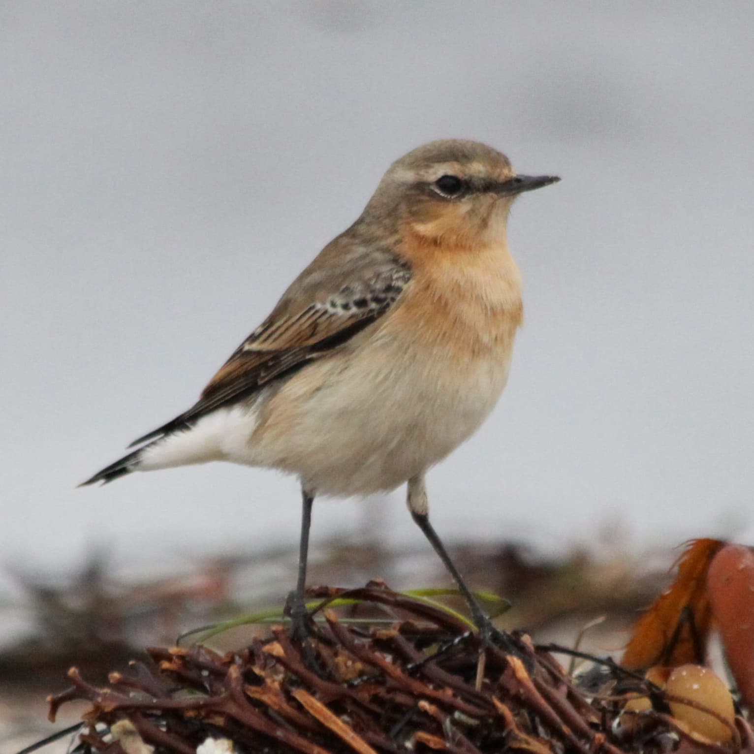 Birding Malibu Lagoon Monthly Field Trips - Conejo Valley