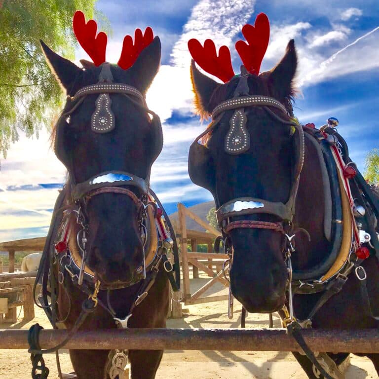 Christmas on the Farm - Conejo Valley