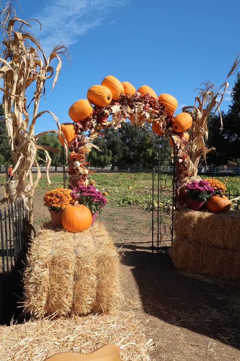 Mizel Family Foundation You Pick Pumpkin Days - Conejo Valley